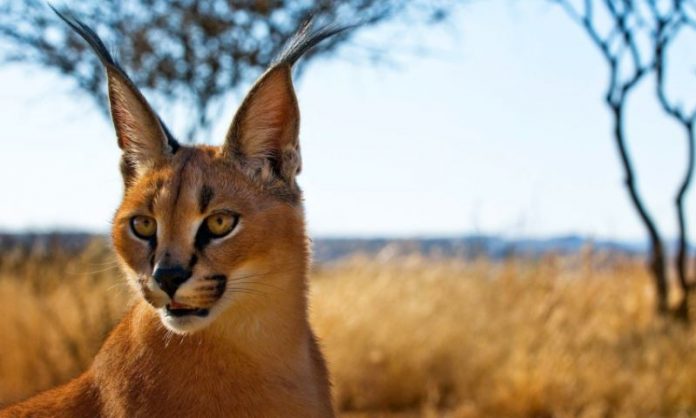 Karakal | KatzenWelt